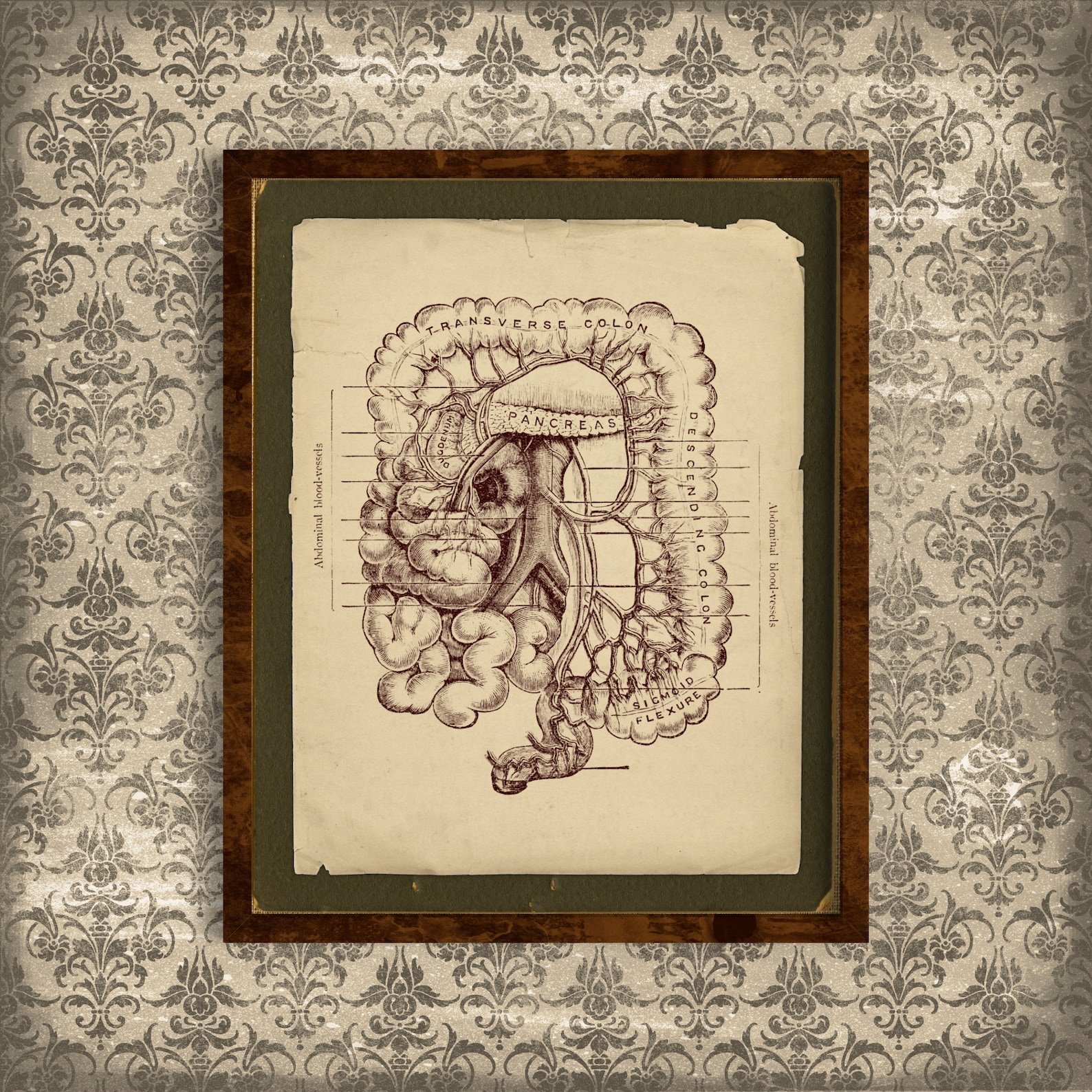 Printable Vintage Human Anatomy Wall Art, Gut, Intestines, Digestive ...