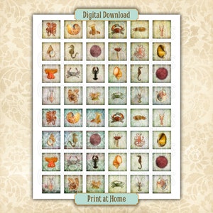 Printable 1x1 Inch Squares Collage Sheet, Sea Creatures, Vintage ...