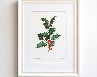 Holly Botanical Art - Etsy