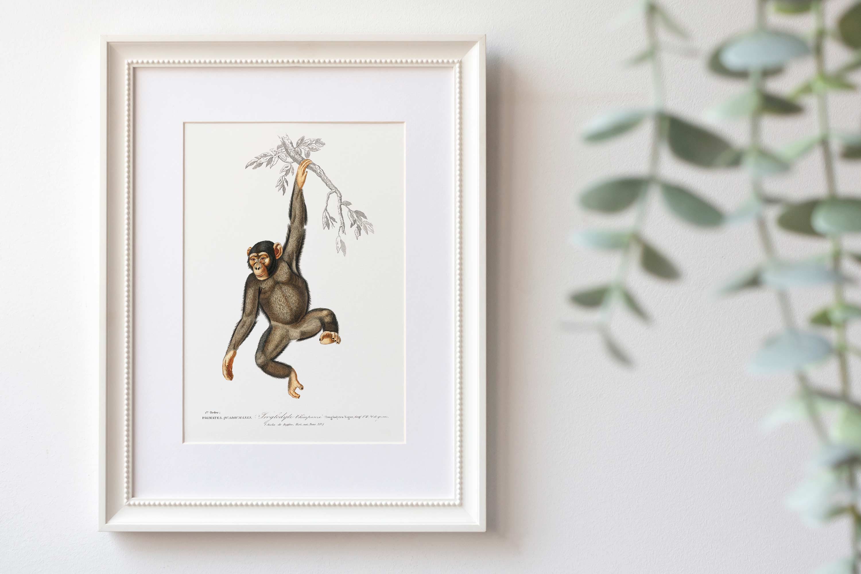 Chimpanzee art print Africa wildlife home decor vintage monkey ...