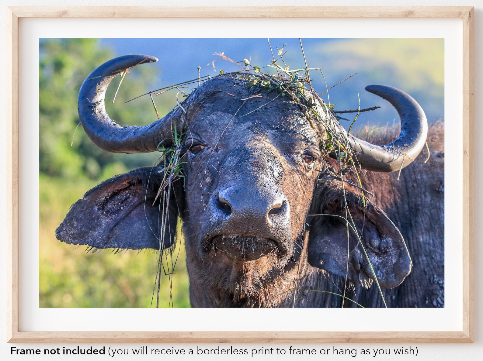 African Buffalo Funny Face Original Photography Photo - Etsy