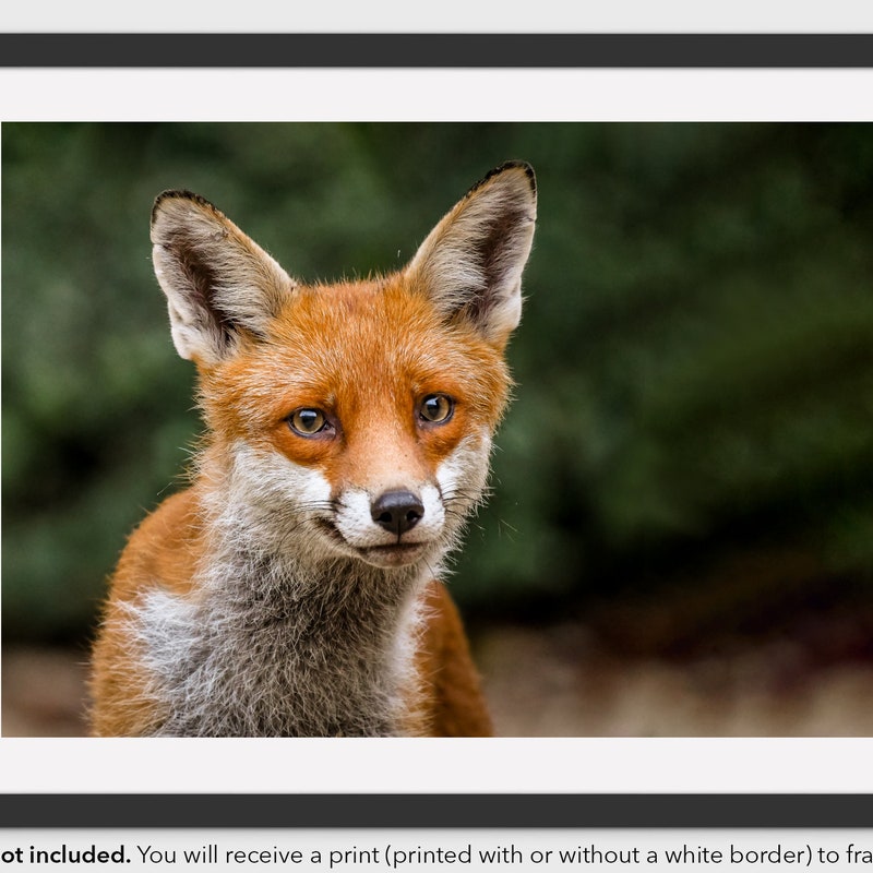 Red Fox Photograph - Etsy