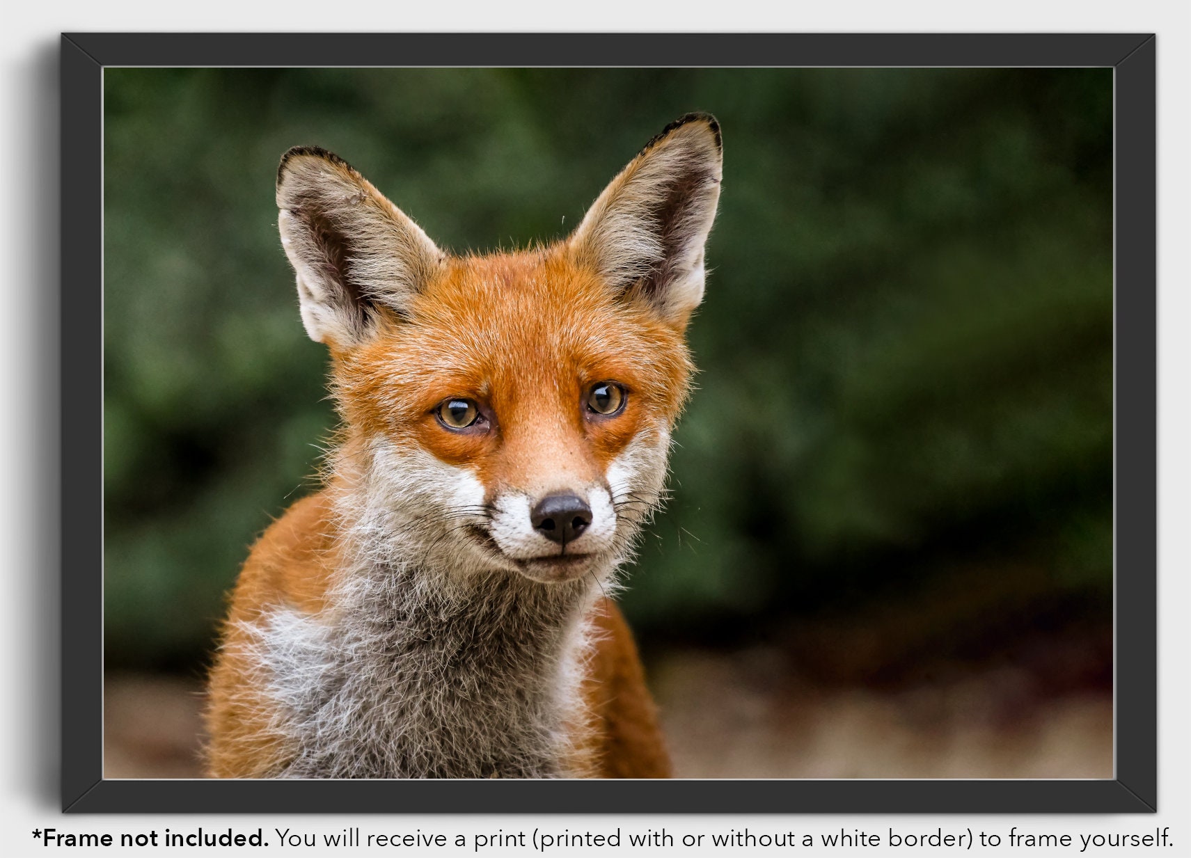 Red Fox Photo Print, Home Wall Art, UK Nature and Wildlife, Quality, A4 ...