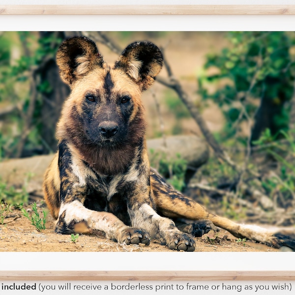 African Wild Dog Photo - Etsy
