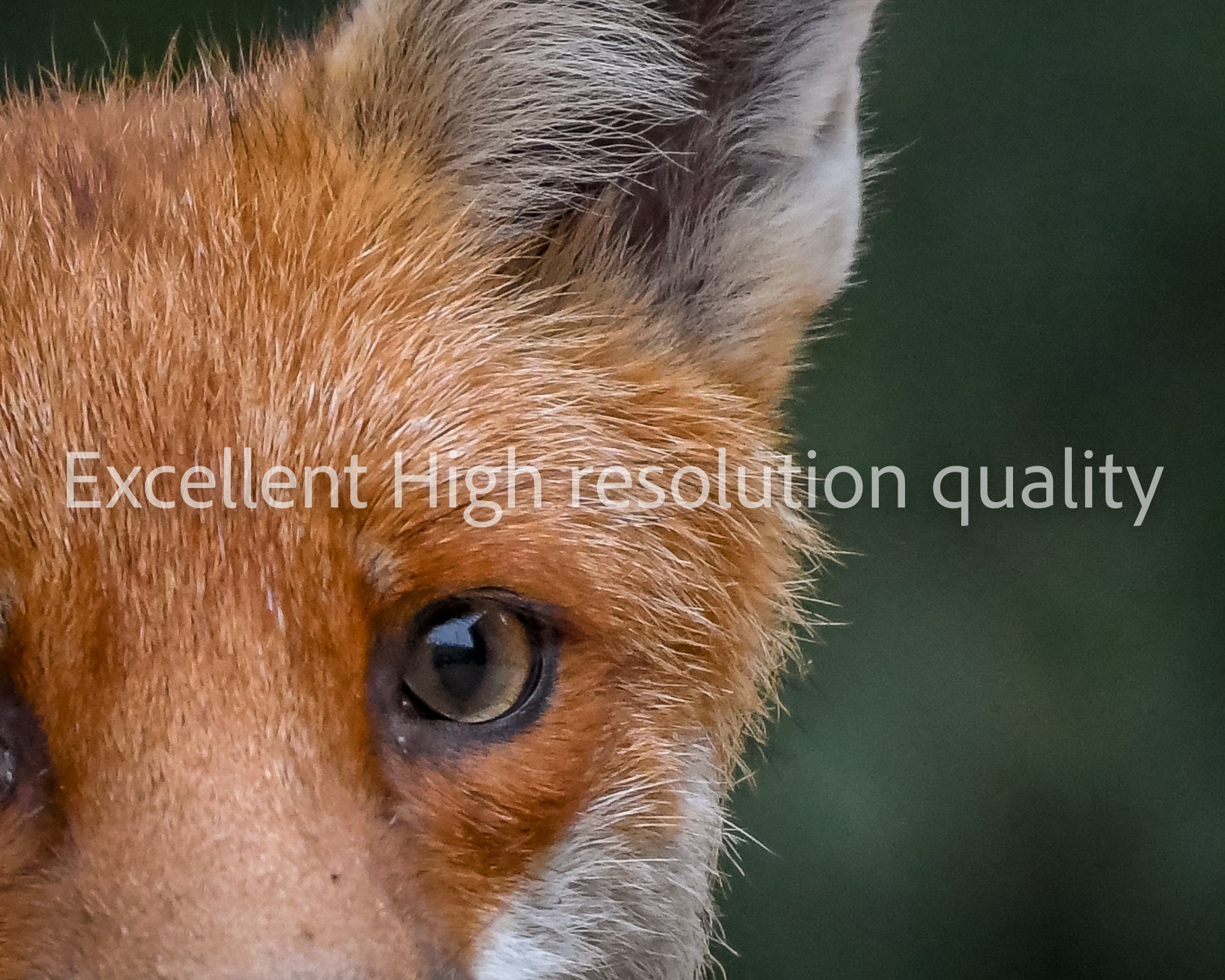 Red Fox Photo Print, Home Wall Art, UK Nature and Wildlife, Quality, A4 ...