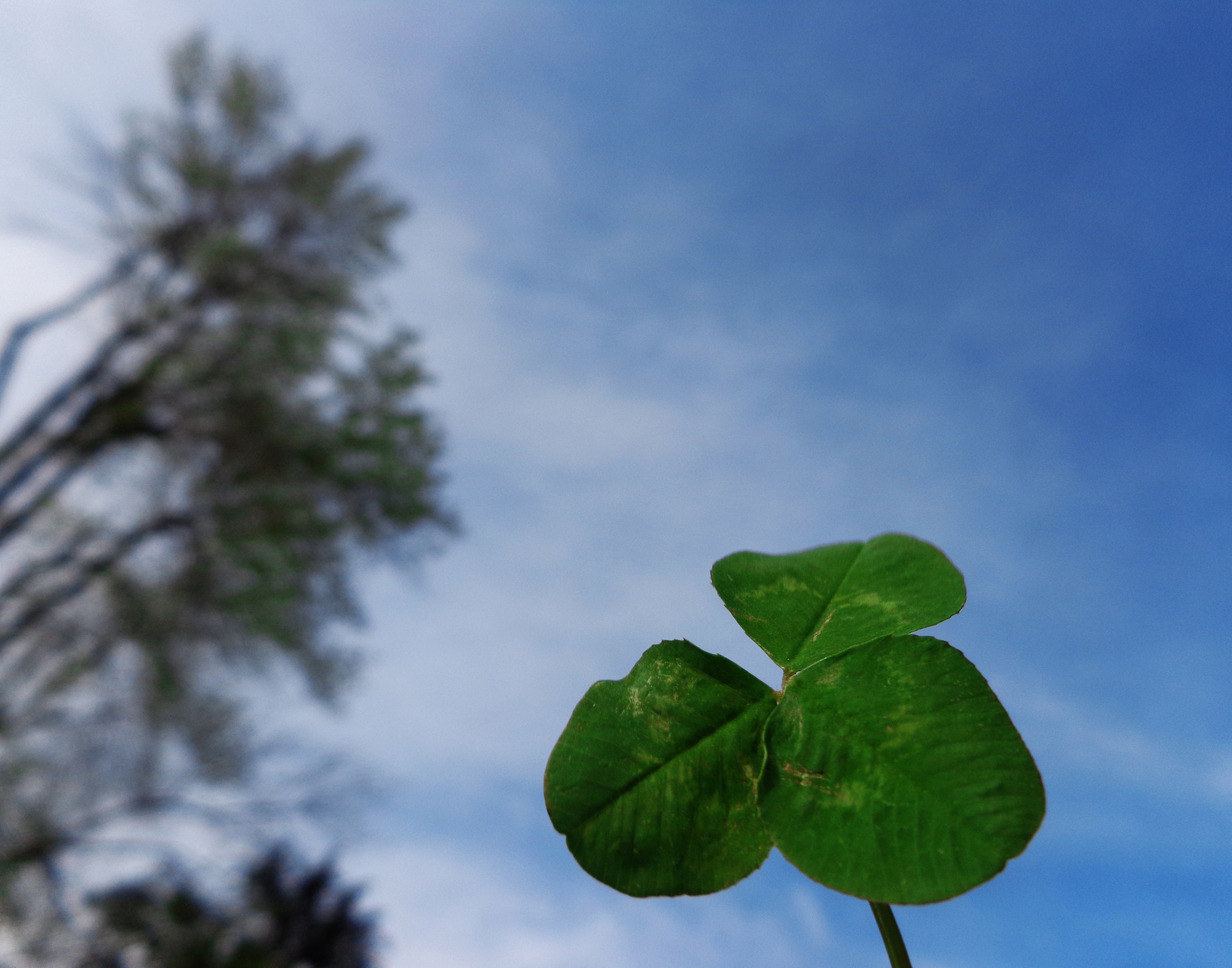 Four Leaf Clover. Photography. Instant Download. - Etsy