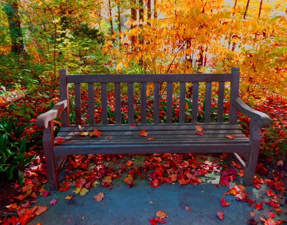 Fall Leaves and Colors Leaves Falling. Fall Picture of A - Etsy