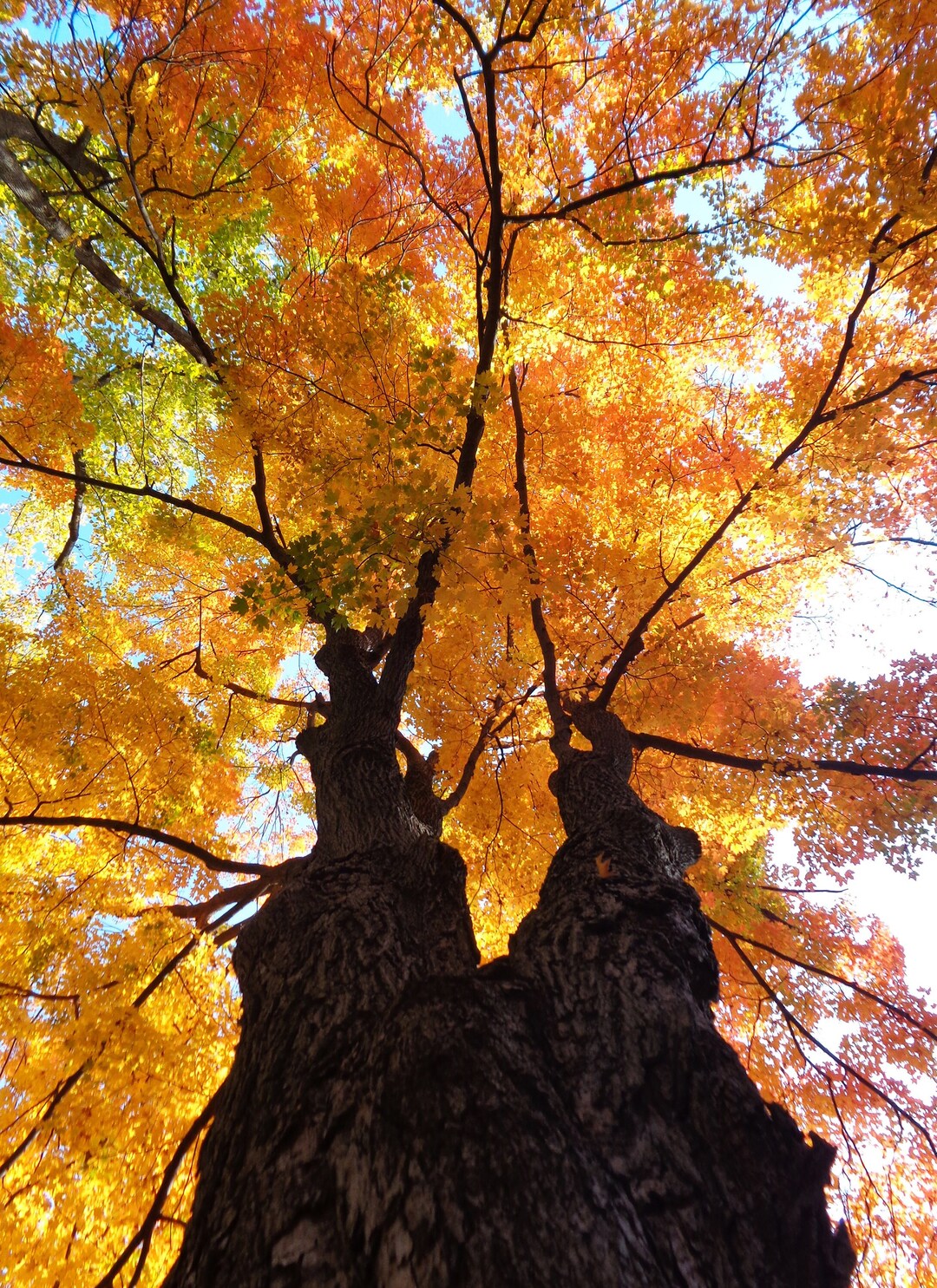 Unique Angle of A Tree Photograph. Instant Download. - Etsy