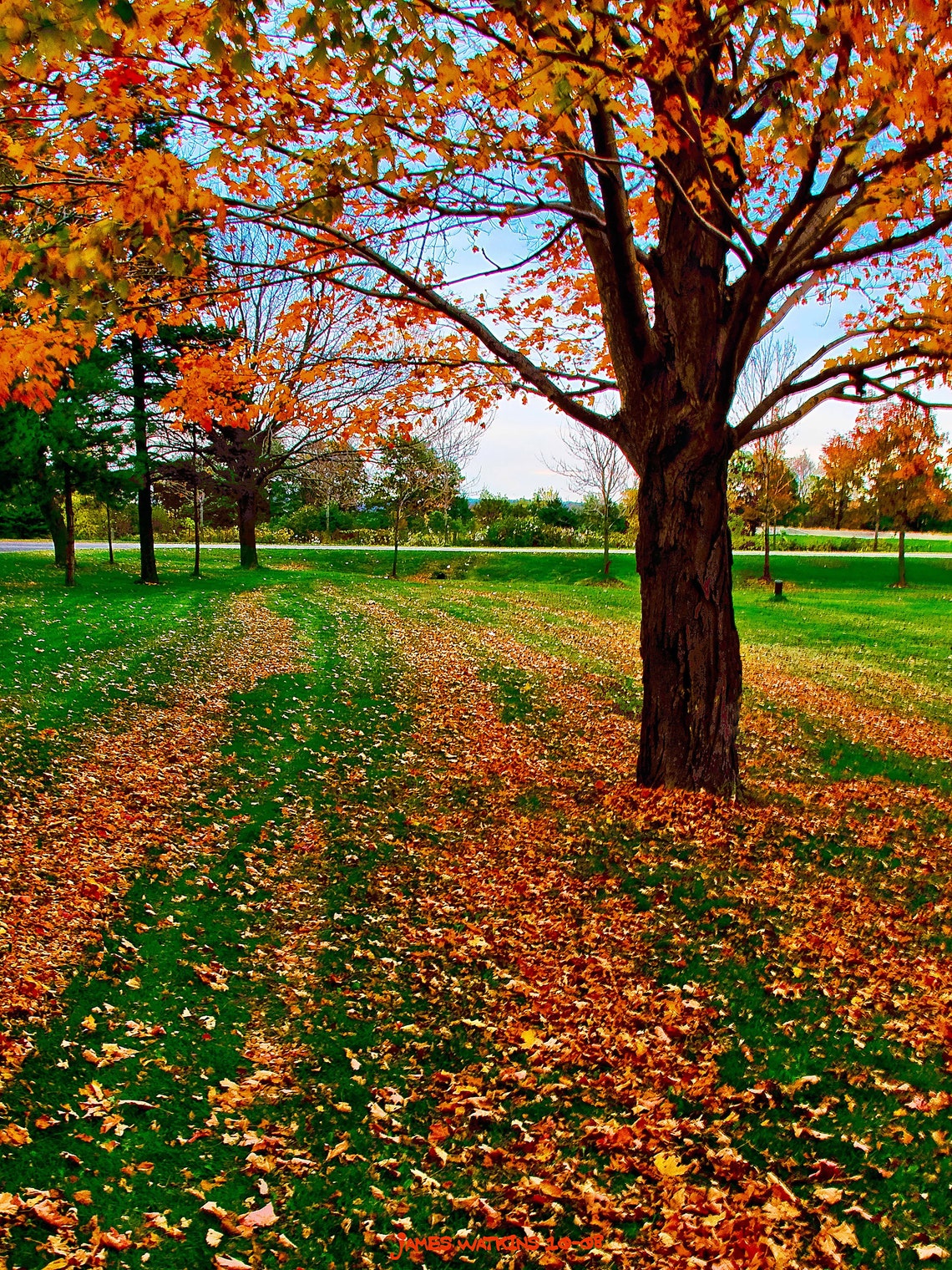 Autumn Maple Tree Leaves Photo Backdrops Booth Natural Scenery - Etsy
