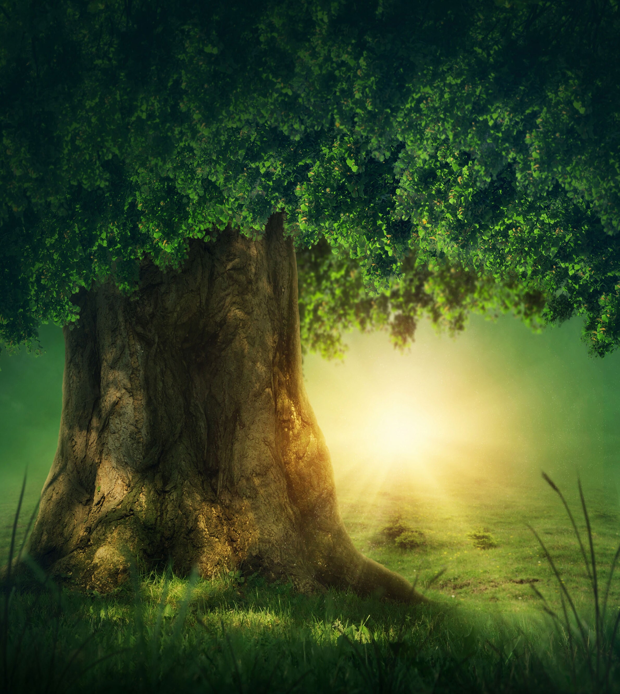 Cartoon Fairytale Forest Tree Sunlight Photo Backdrops Newborn Baby ...