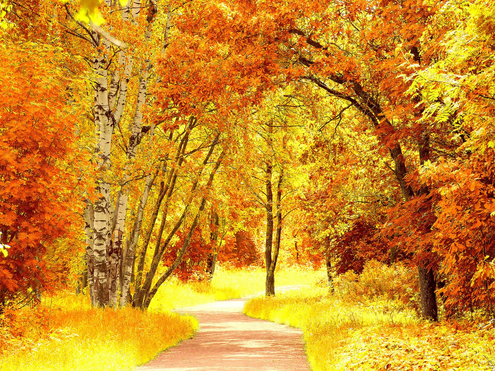 Autumn Outdoor Road Photo Backdrops Booth Beautiful Maple Trees Photo ...