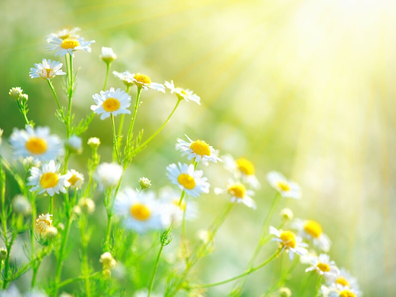 Sunny Spring Daisy Flowers Photo Backdrops Beautiful Nature Scene Booth ...
