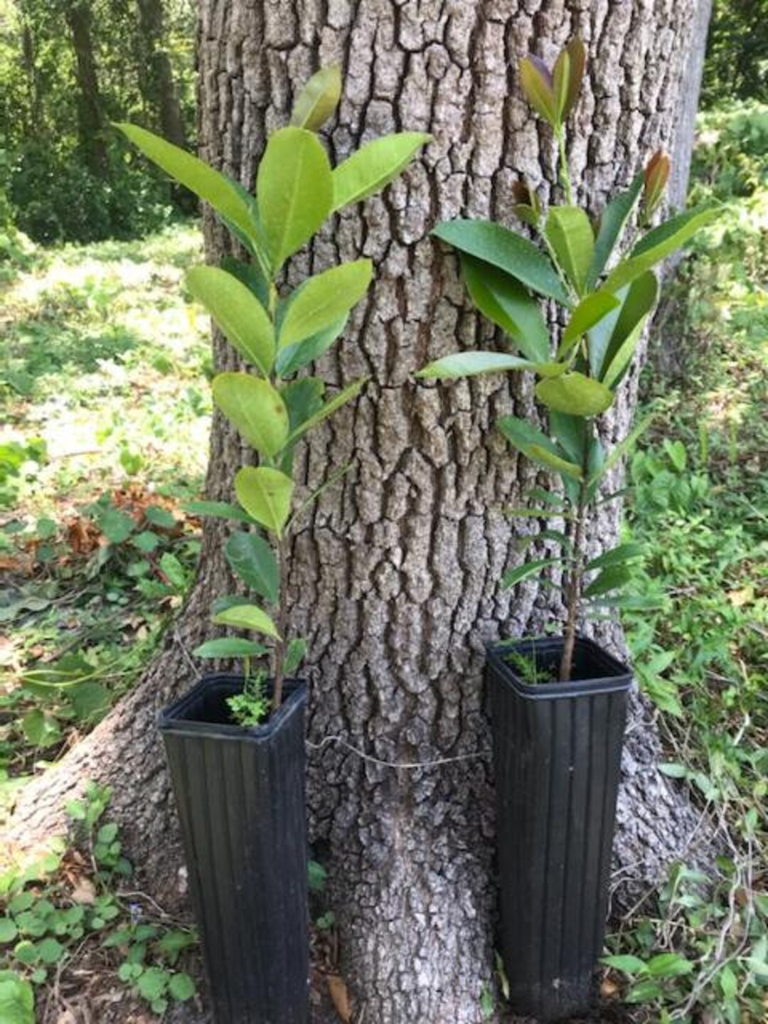 1 LARGE Grumichama Plant-*eugenia Brasiliensis* Brazilian Cherry ...