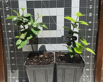 Pitangatuba Star Cherry, Eugenia Selloi, Rooted Plant Shipped in 3" Pot ...