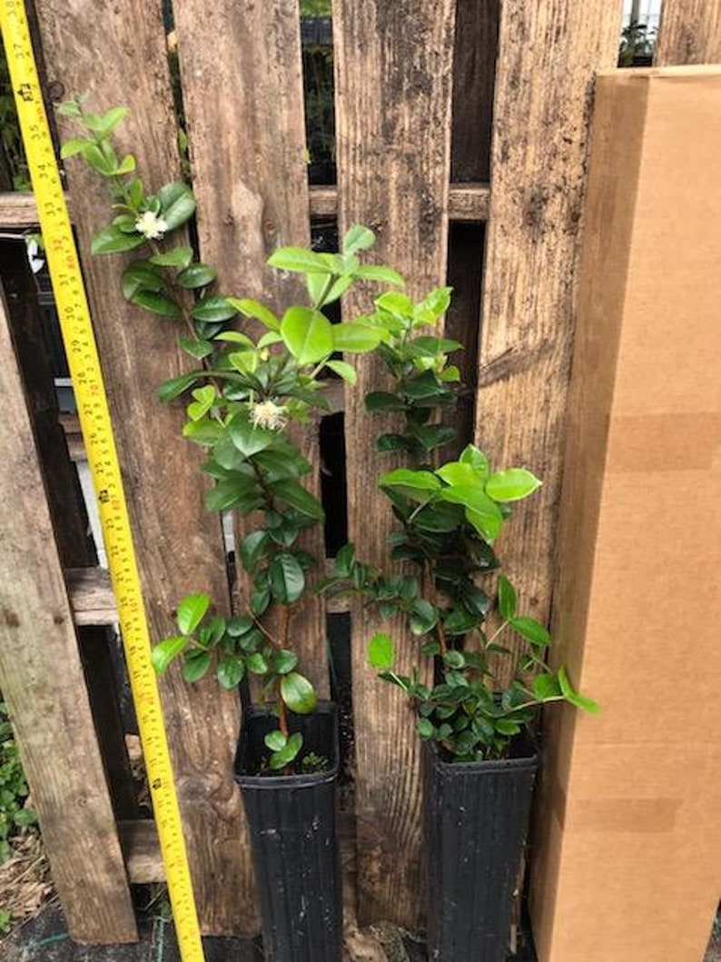One pitangatuba Plant/seedling Flowering Age Star Cherry - Etsy