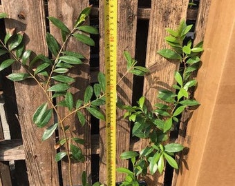 Cherry of the Rio Grande Eugenia Involucrata Aggregata Tropical Fruit ...