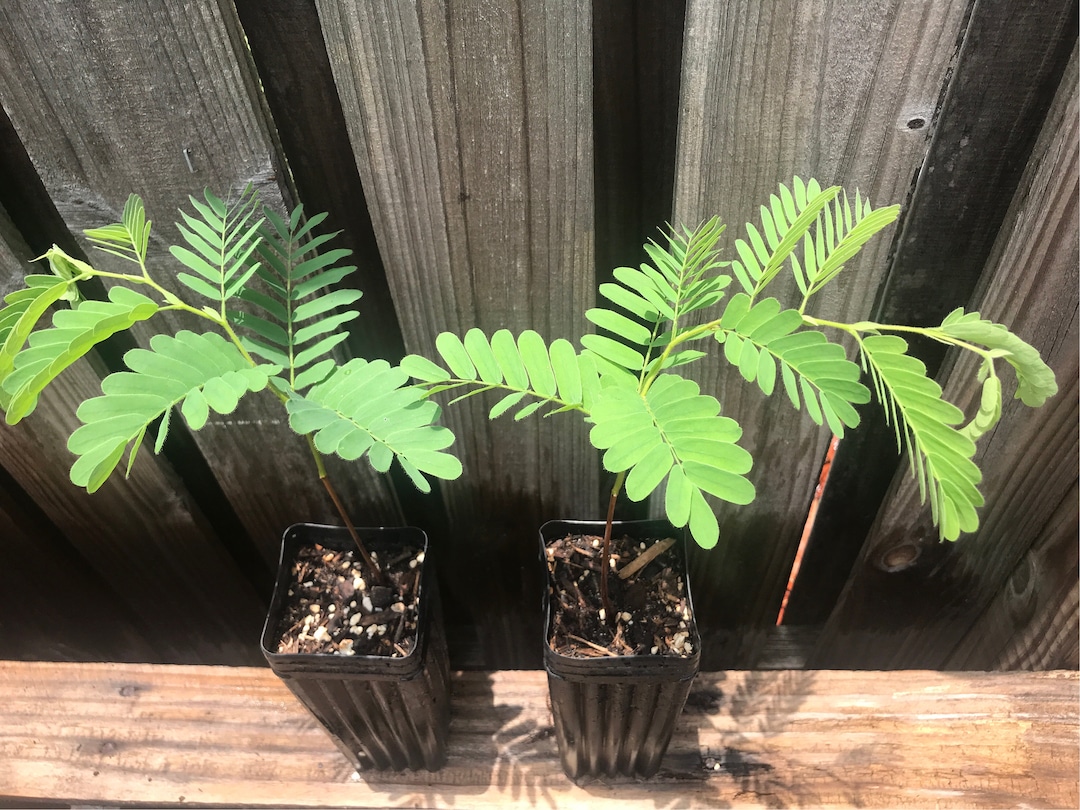 1 *SWEET Tamarind Tree/seedling!* Tamarindus Indica-edible Fruit ...