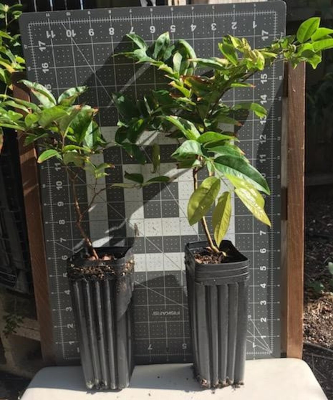 ONE * Scarlet Jaboticaba Tree/seedling!** Plinia Cauliflora-fruit Tree ...