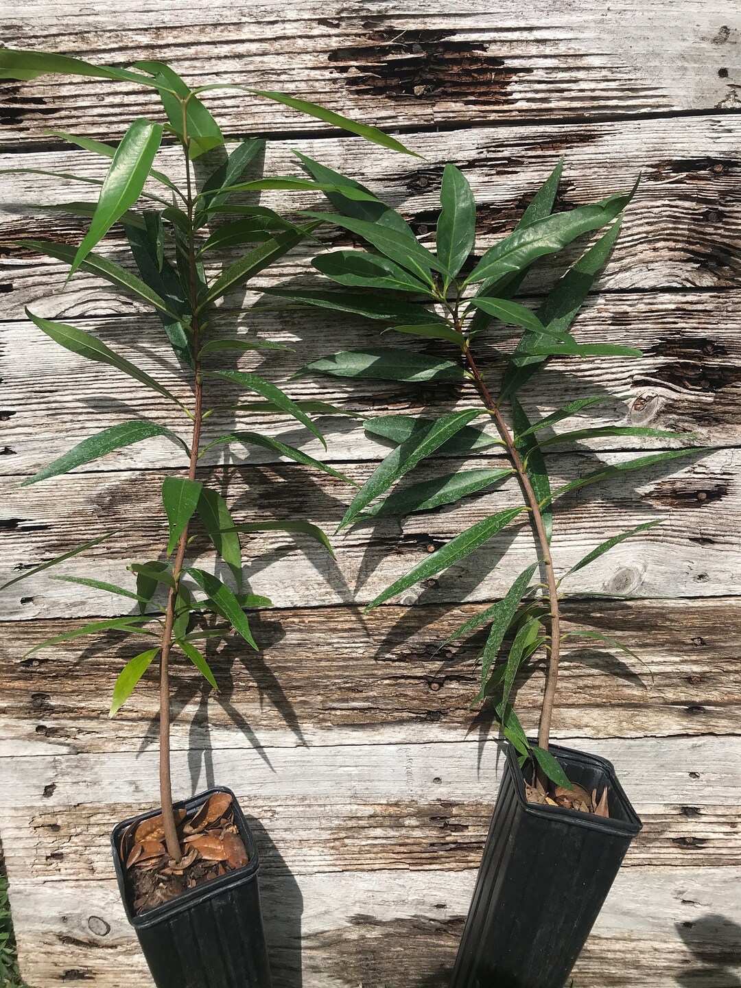 ONE *rose Apple Tree!* Syzygium Jambos- Crisp and Refreshing- Tastes of ...