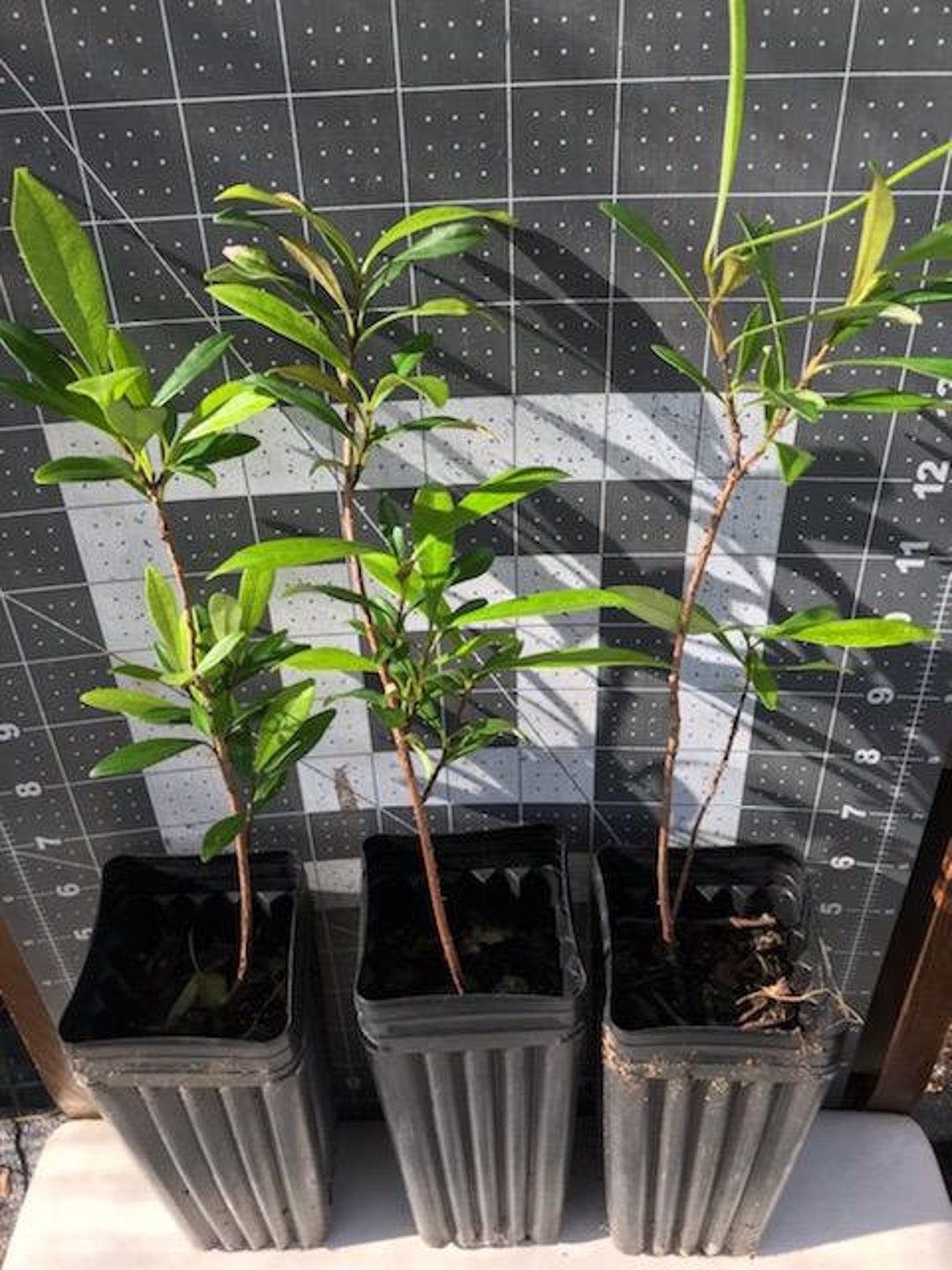 ONE **pitomba-eugenia Luschnathiana- Plant** Subtropical Fruit Tree ...