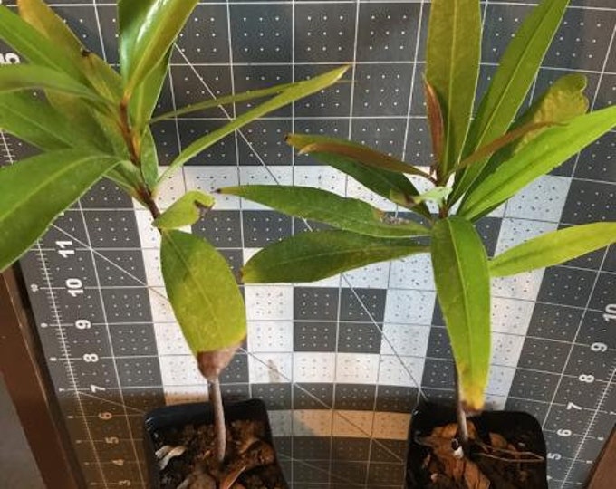 Syzygium Jambos - Rose Apple - One of My TOP 10 FRUITS - Pack of 1 Seed ...