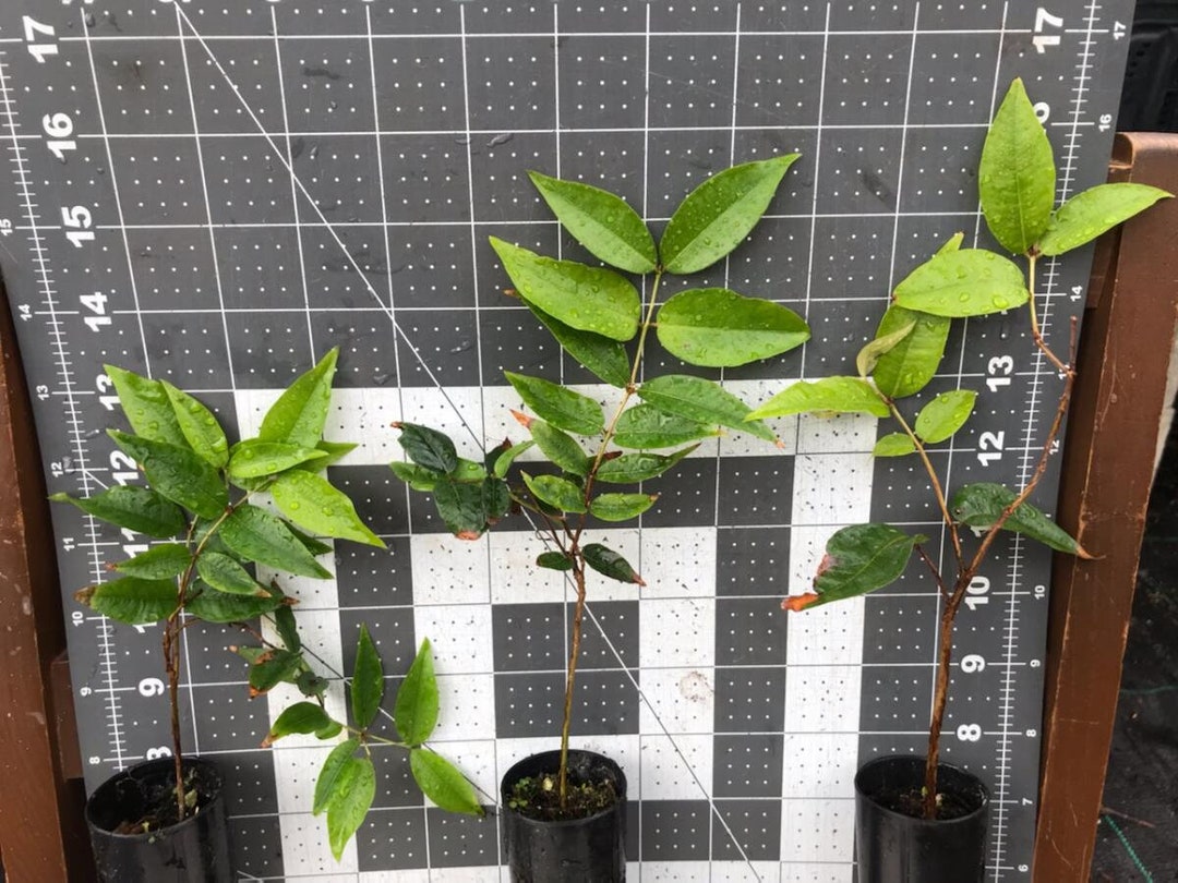 ONE green Crystal Jaboticaba Seedling Plinia Sp. - Etsy