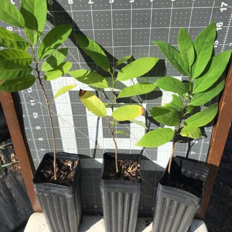 Sugar Plum Tree - Etsy