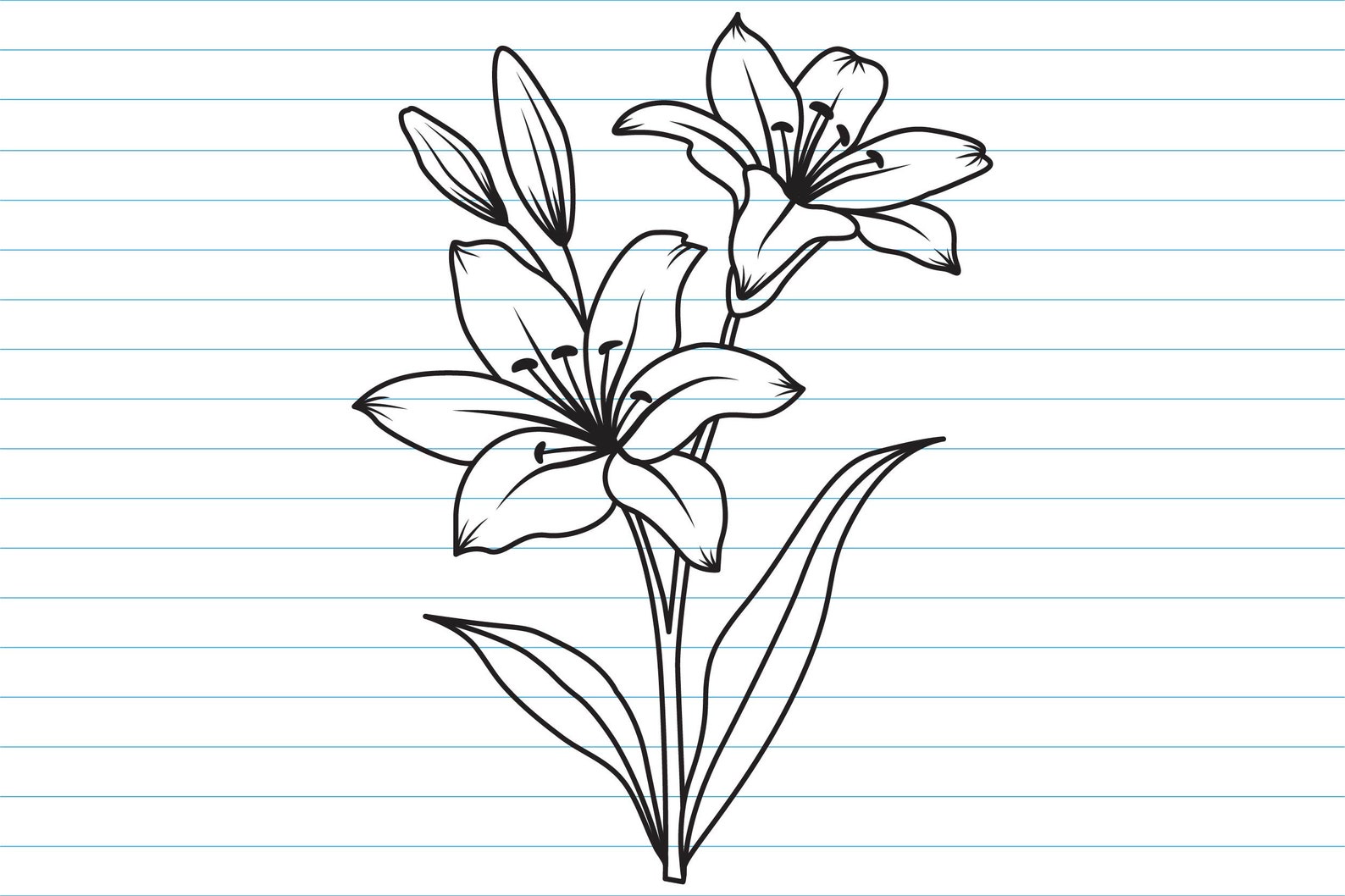 Lily Flower Svg Lily Svg Bundle Lily Svg Hand Drawn Lily - Etsy