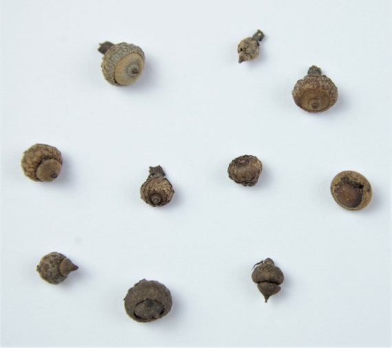 Lot of 10 Small REAL Acorns Intact Brown Tan Small Acorns - Etsy
