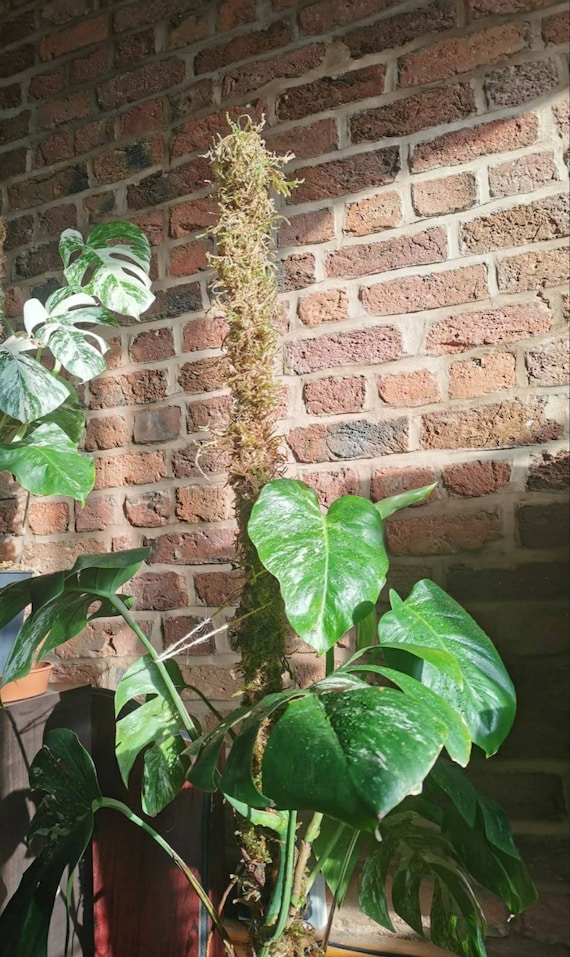 Moss Poles for Plant Support Fresh Welsh Sphagnum Moss Poles | Etsy