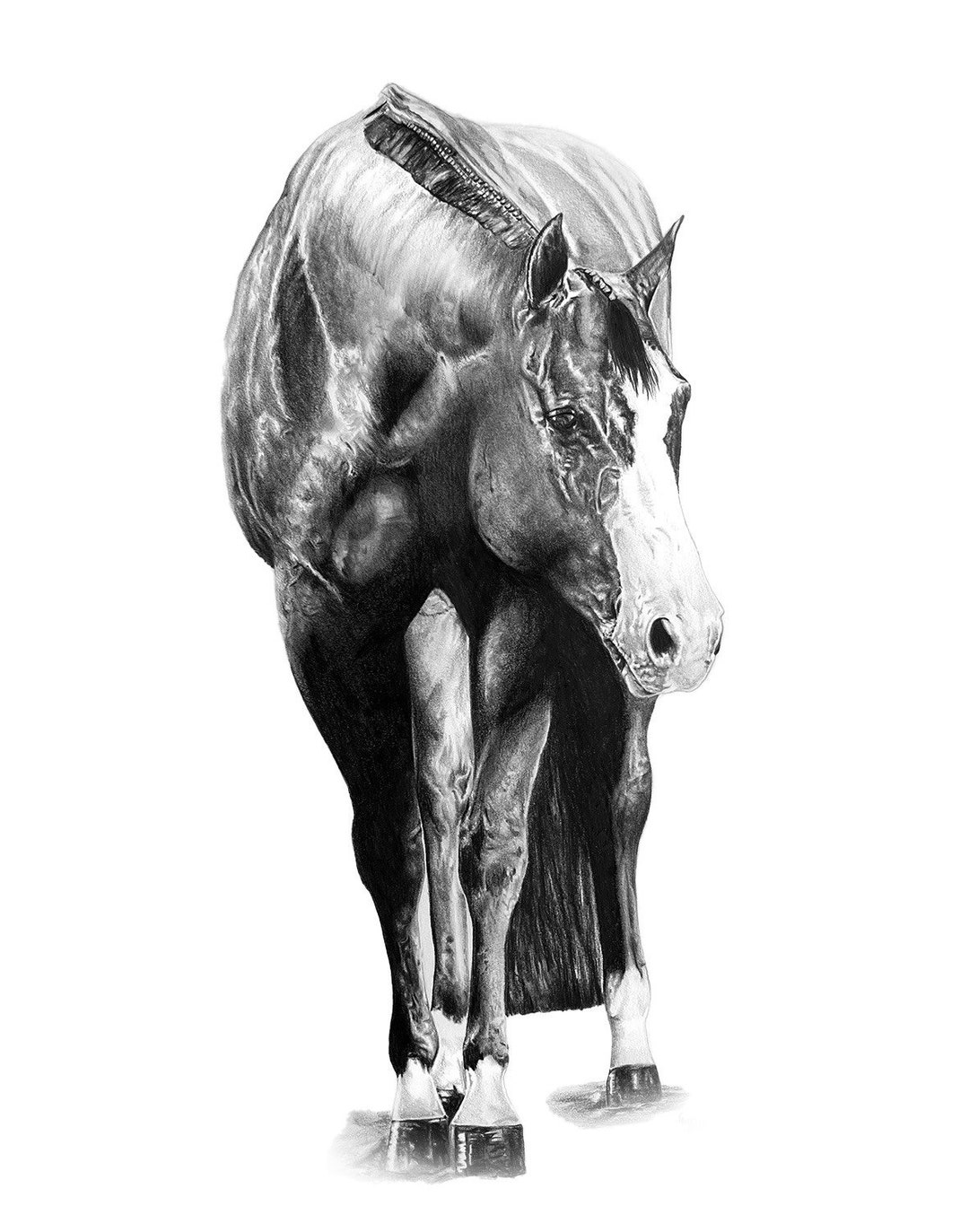 Custom Horse Portrait Custom Horse Drawing - Etsy