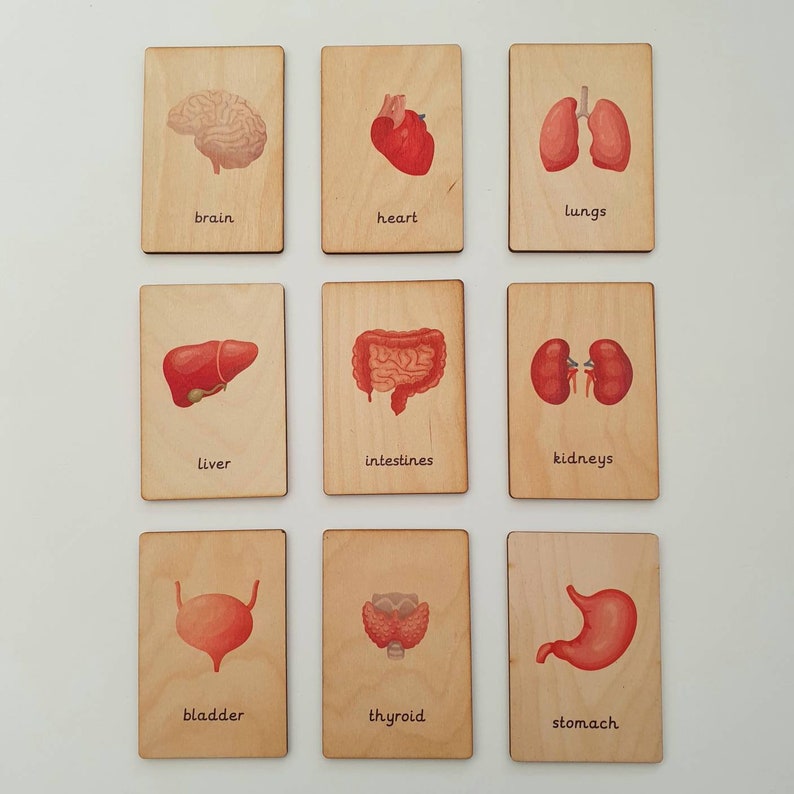 Human Body Anatomy Internal Organs Montessori Inspired - Etsy