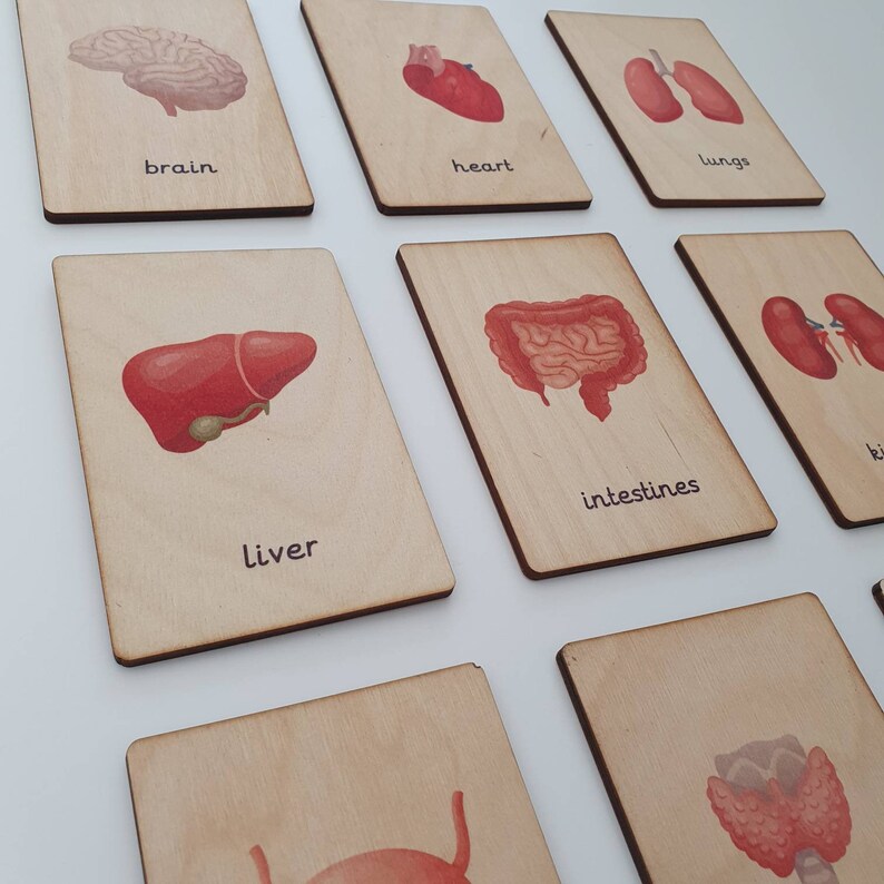 Human Body Anatomy Internal Organs Montessori Inspired - Etsy