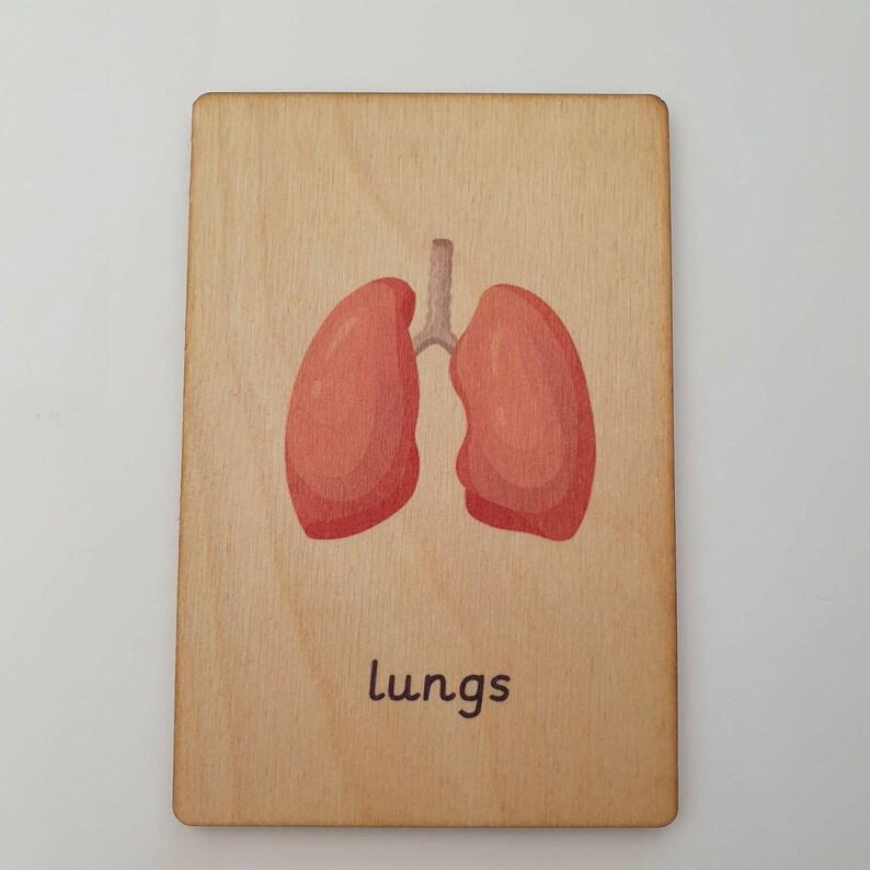 Human Body Anatomy Internal Organs Montessori Inspired - Etsy