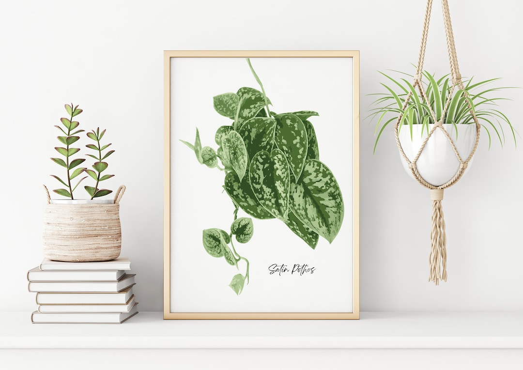 Pothos Botanical Leaf Print, Houseplant Poster, Satin Pothos, Green ...