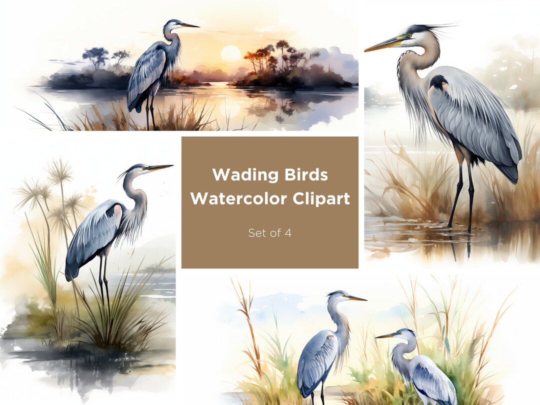 Wading Birds Watercolor Clipart - Watercolor Clipart - Marsh ...