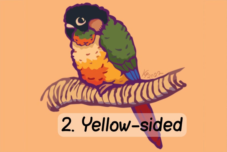 Green Cheek Conure Earrings - Customizable - Handmade - Etsy