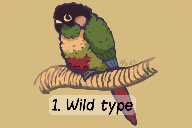 Green Cheek Conure Pin/badge/brooch - Customizable - Handmade - Etsy