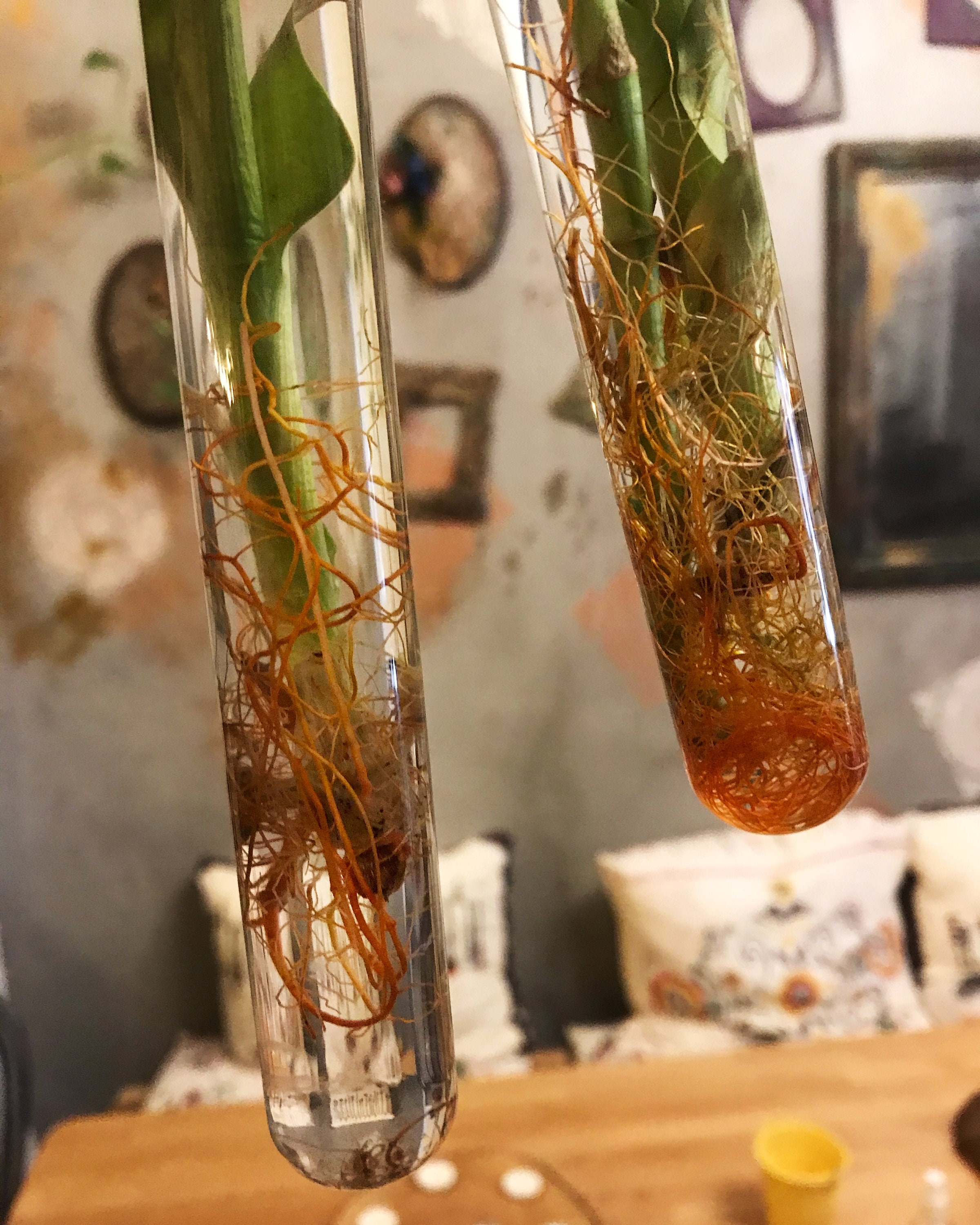 Hanging Glass Planter 2 Pieces Wall Bud Vase With 2 Holes | Etsy