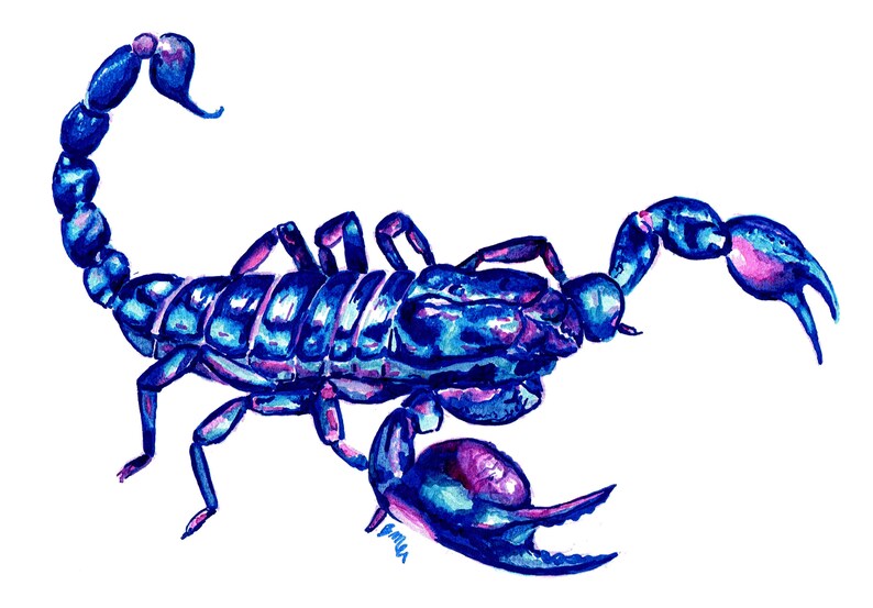 Scorpio - Horoscope Animals Series - A3 Art Print, Illustration of a ...