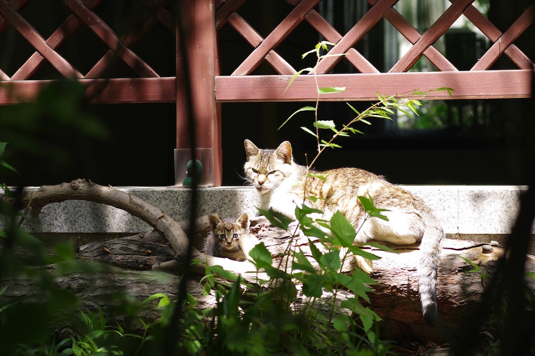 Printable Cat Photo Cat Print Cat Photo Animal Print Cute - Etsy