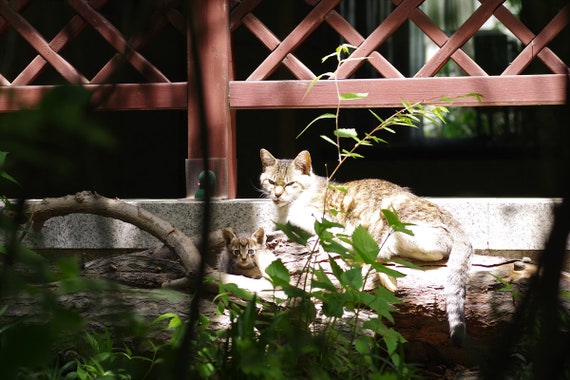 Printable Cat Photo Cat Print Cat Photo Animal Print Cute - Etsy