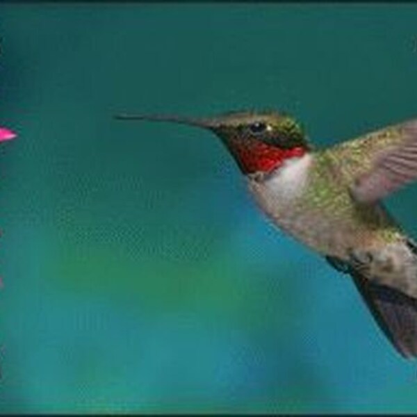 License Plate Bird Feeder - Etsy