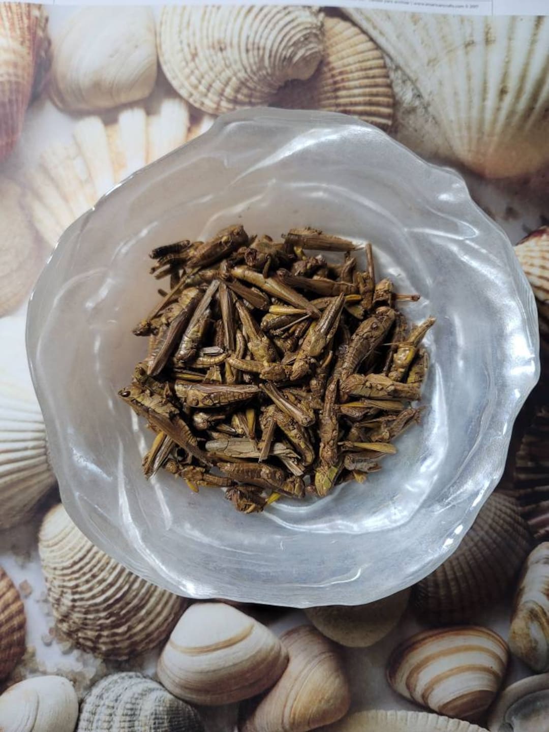 Freeze Dried Grasshoppers | Hermit Crab Food - Etsy