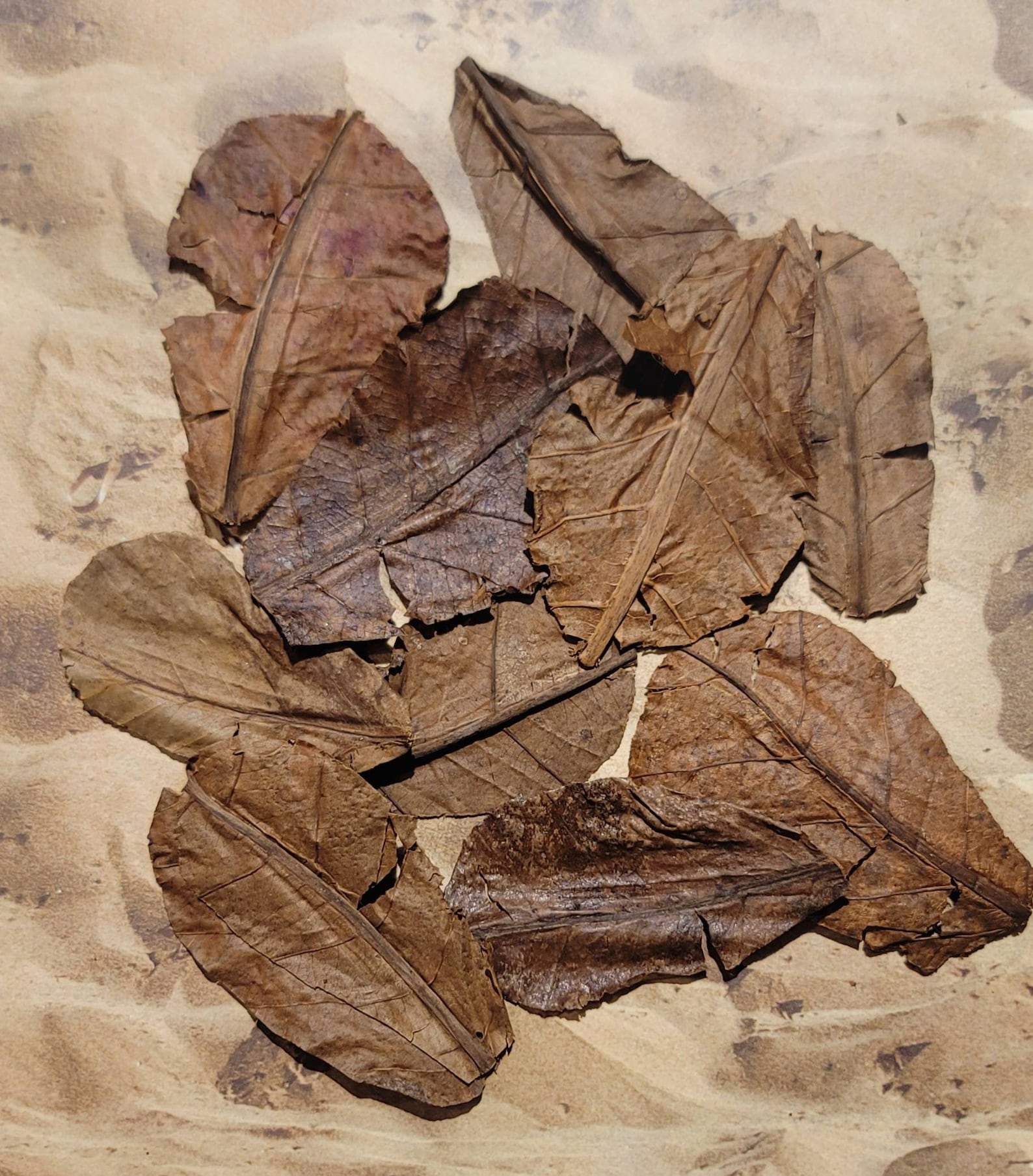 3-4 Inch Catappa Indian Almond Leaves | Hermit Crab Food - Etsy