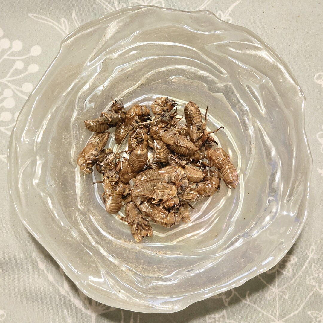 5 Cicada Exoskeletons (2024 Brood) | Hermit Crab Food - Etsy