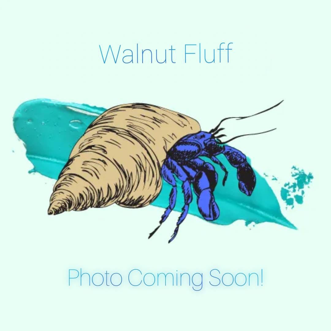 Walnut Fluff | Hermit Crab Food - Etsy