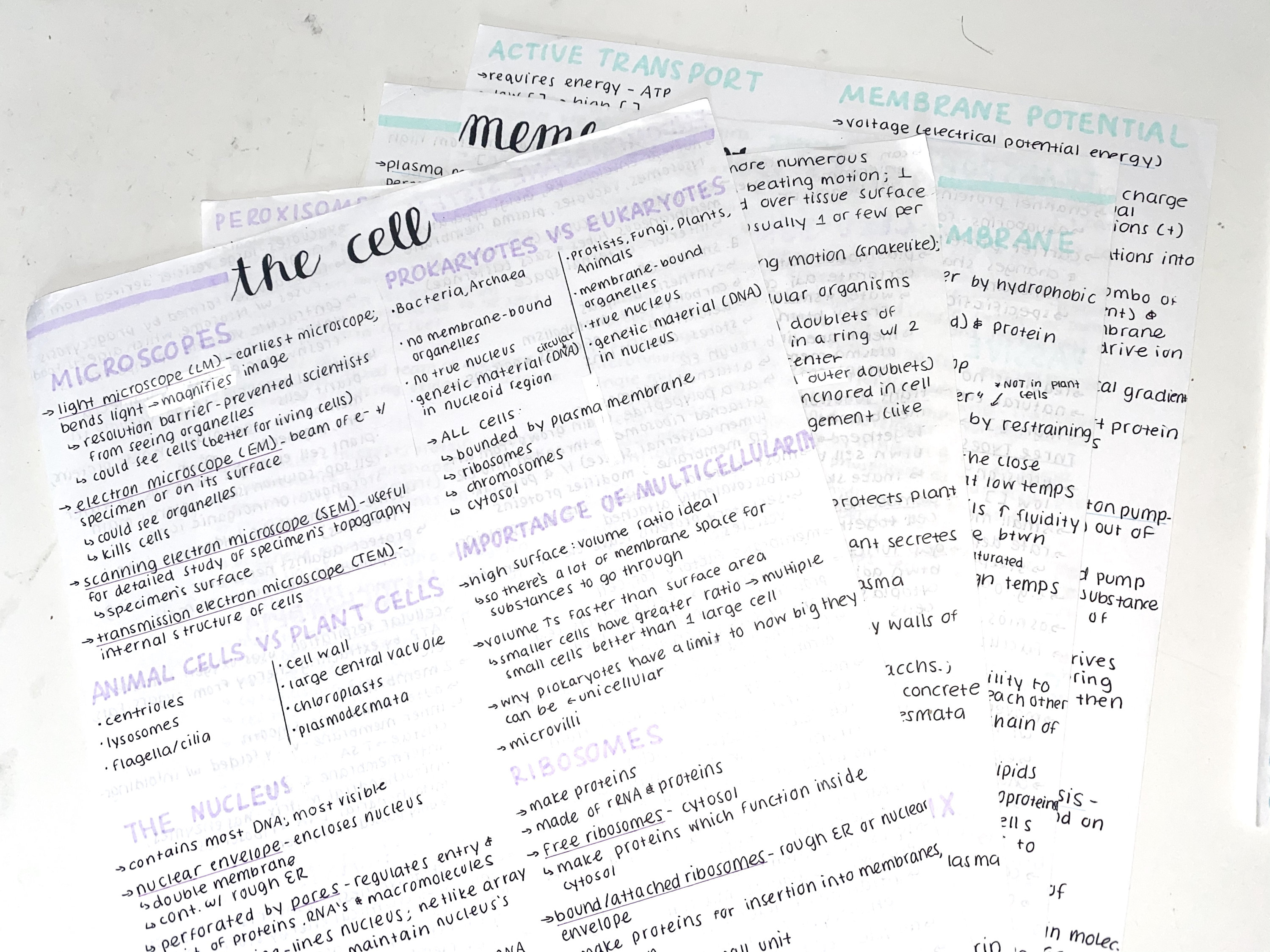 Biology Notes (55 Pages) - Etsy UK