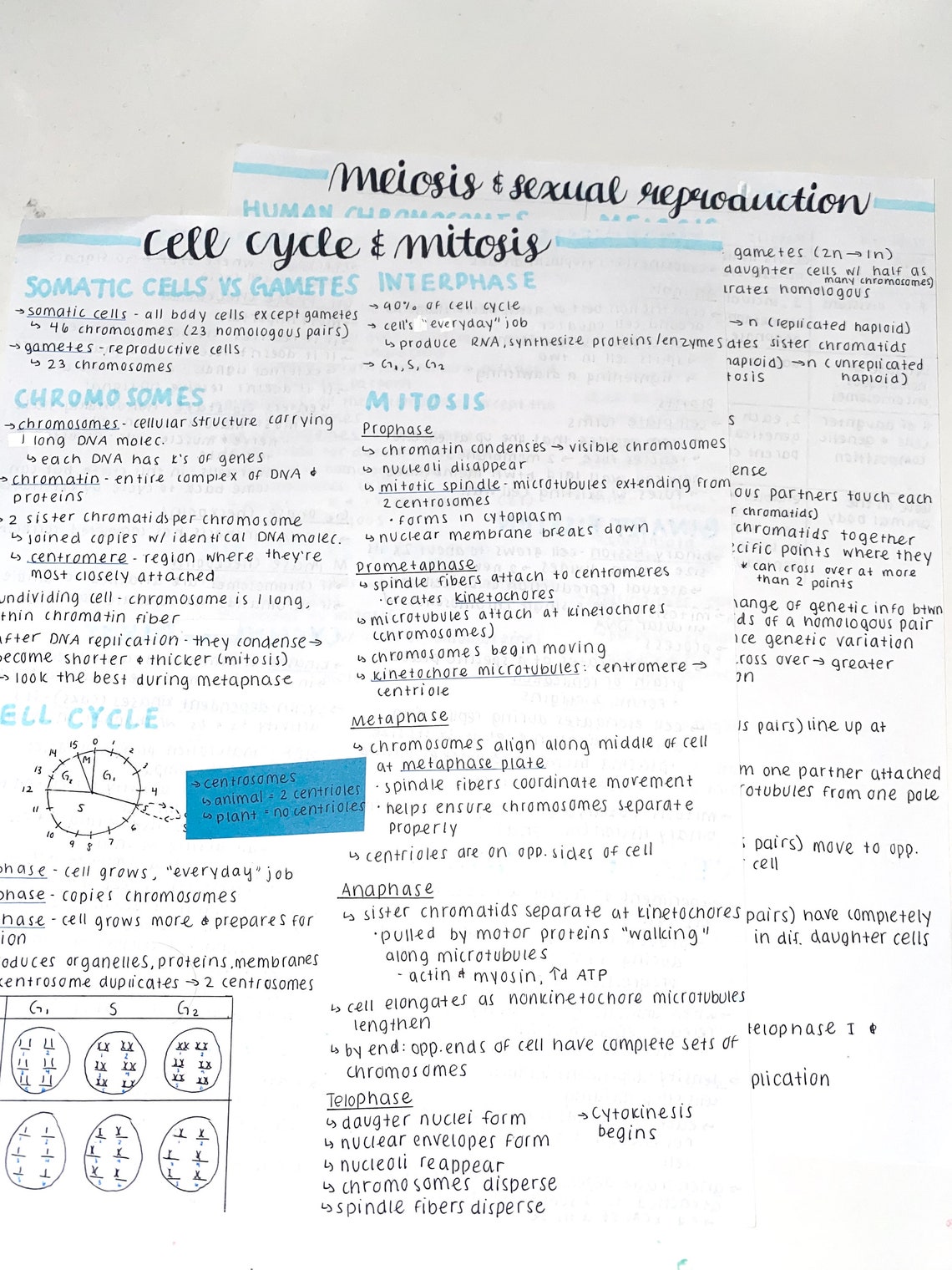 Biology Notes (55 Pages) - Etsy