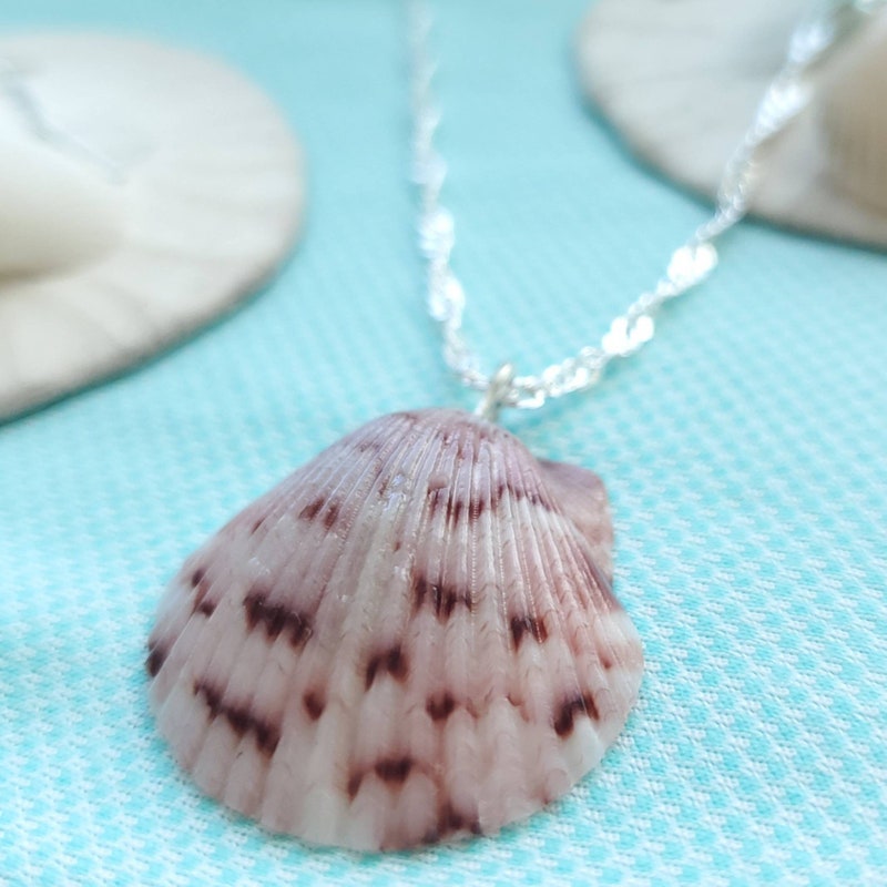 Real Seashells - Etsy